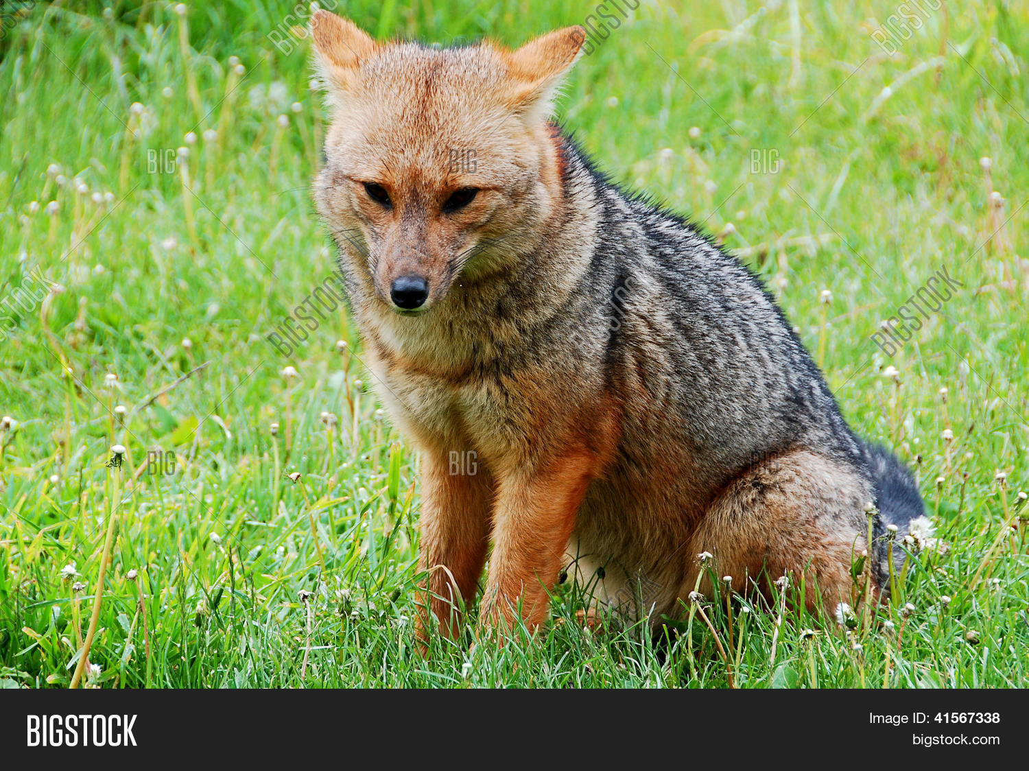 Imagen y foto El Culpeo ( (prueba gratis) | Bigstock