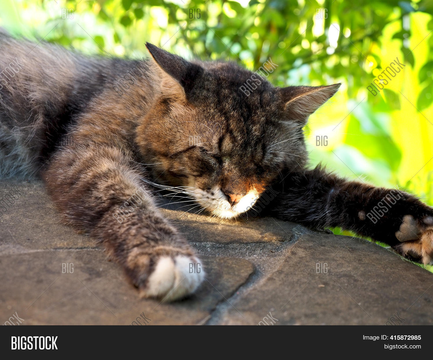 Striped Mongrel Cat Image & Photo (Free Trial) | Bigstock