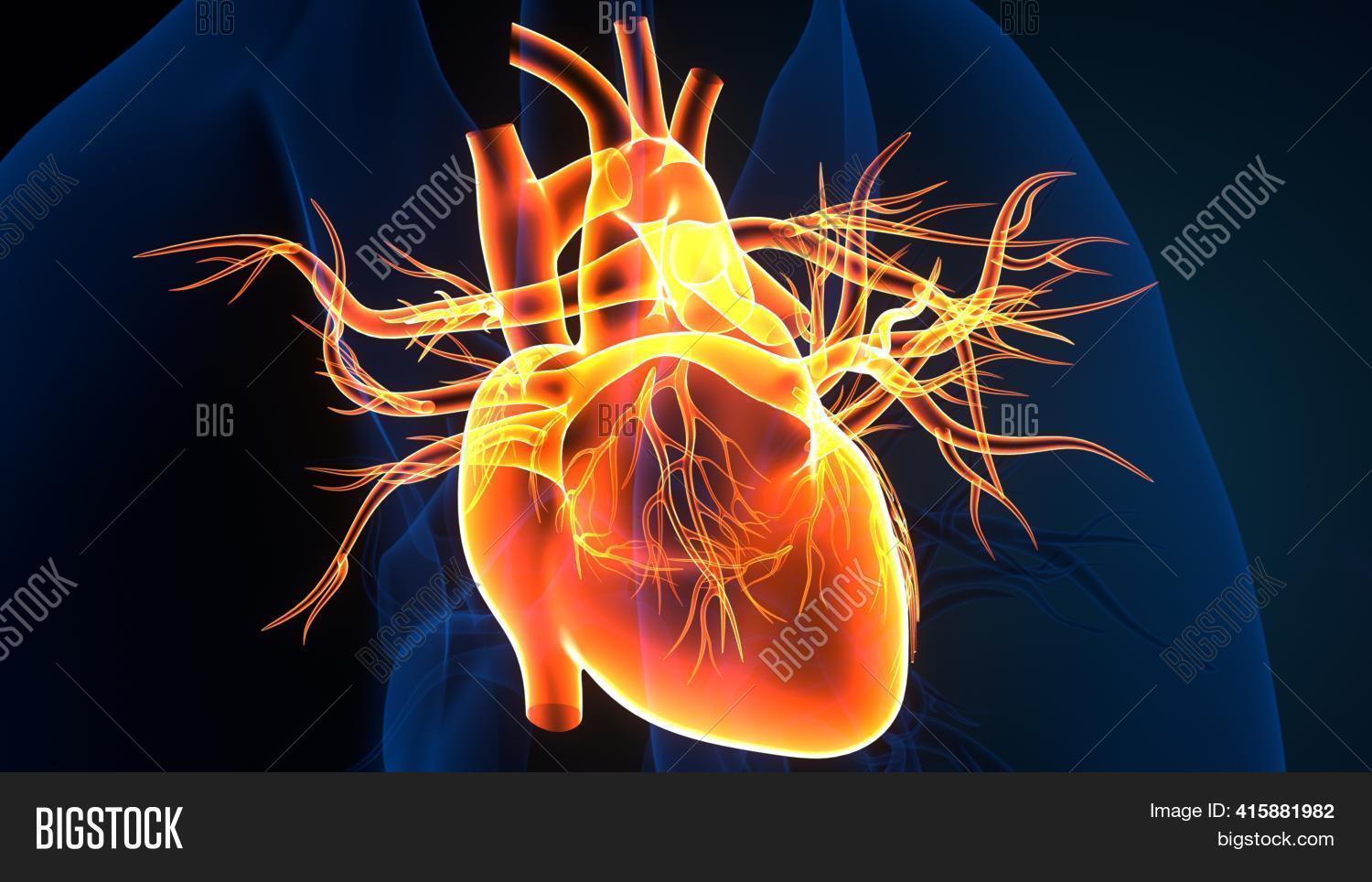 3d Render Male Human Image & Photo (Free Trial) | Bigstock