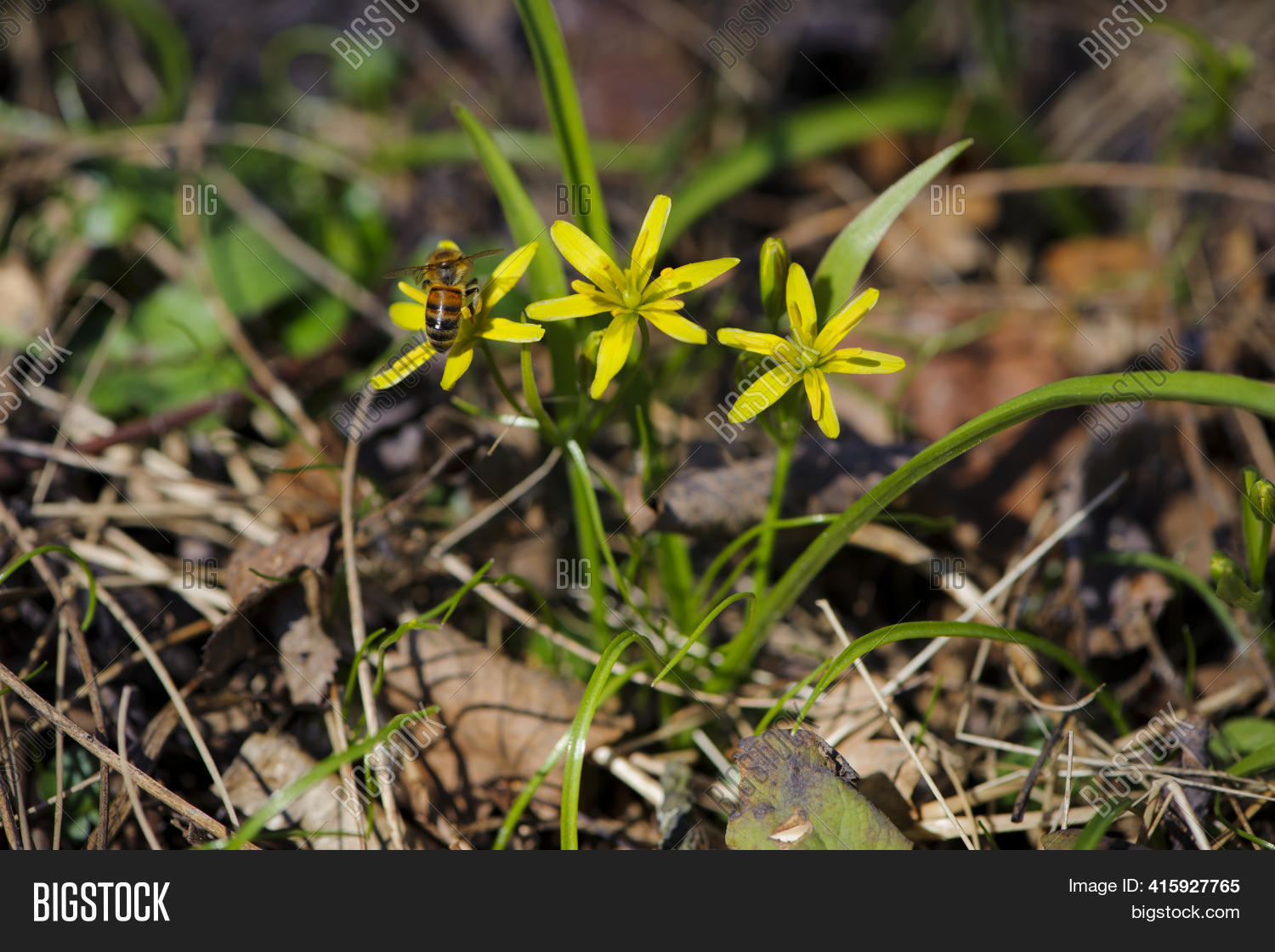 Gagea. Bee On Early Image & Photo (Free Trial) | Bigstock
