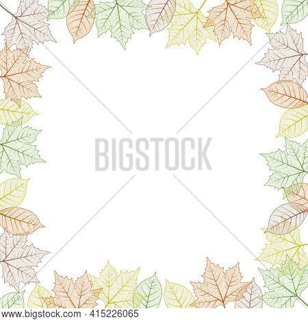 Maple Tree Leaf Frame Image & Photo (Free Trial) | Bigstock