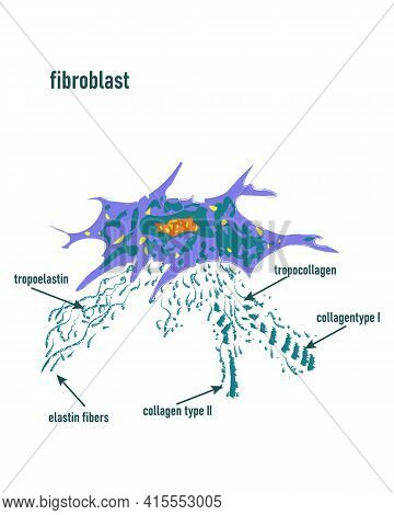 Fibroblast Dermis Vector & Photo (Free Trial) | Bigstock