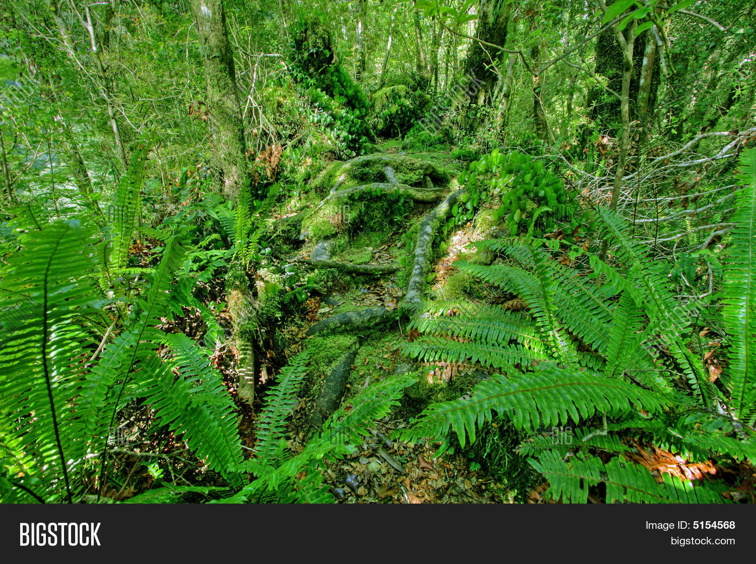 Green Rainforest Image & Photo (Free Trial) | Bigstock