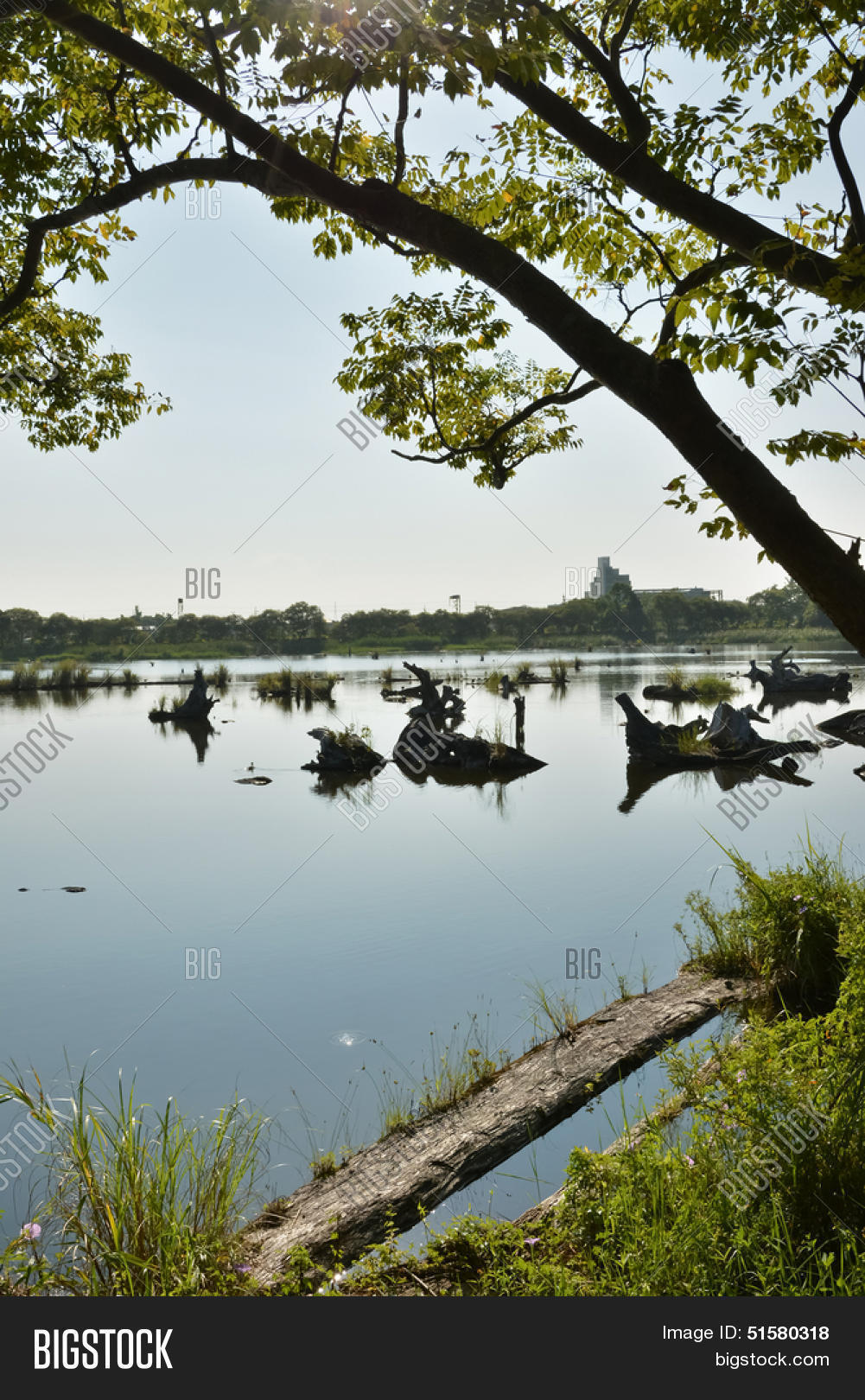 Log Pond, Shot Luodong Image & Photo (Free Trial) | Bigstock