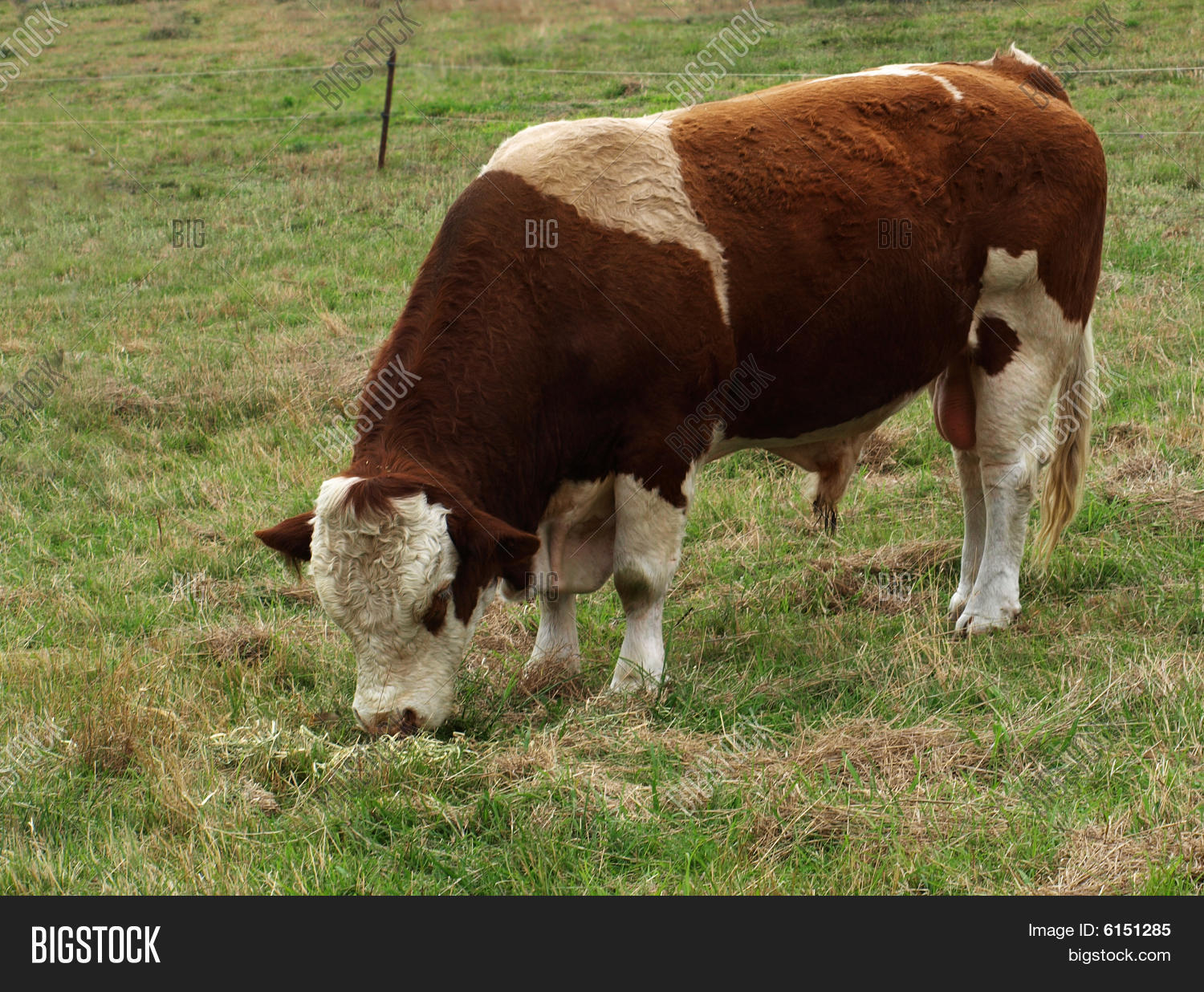 Simmental Bull Image & Photo (Free Trial) | Bigstock