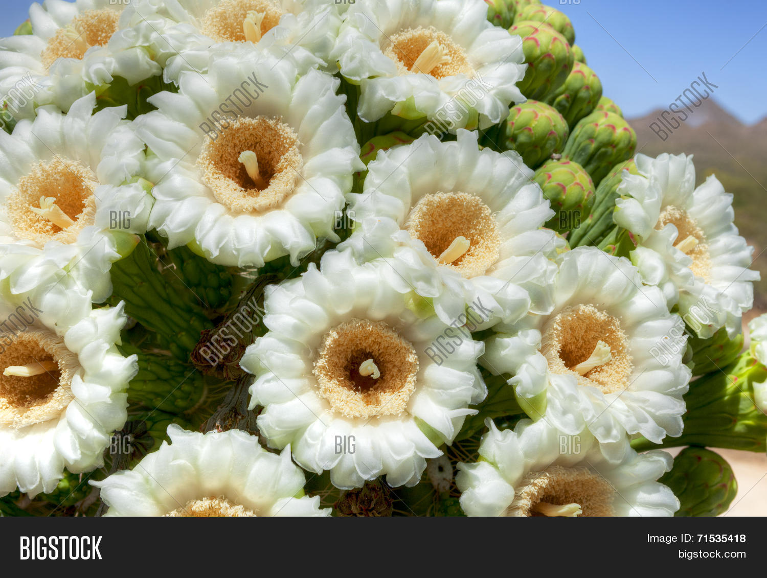 Saguaro Image & Photo (Free Trial) | Bigstock