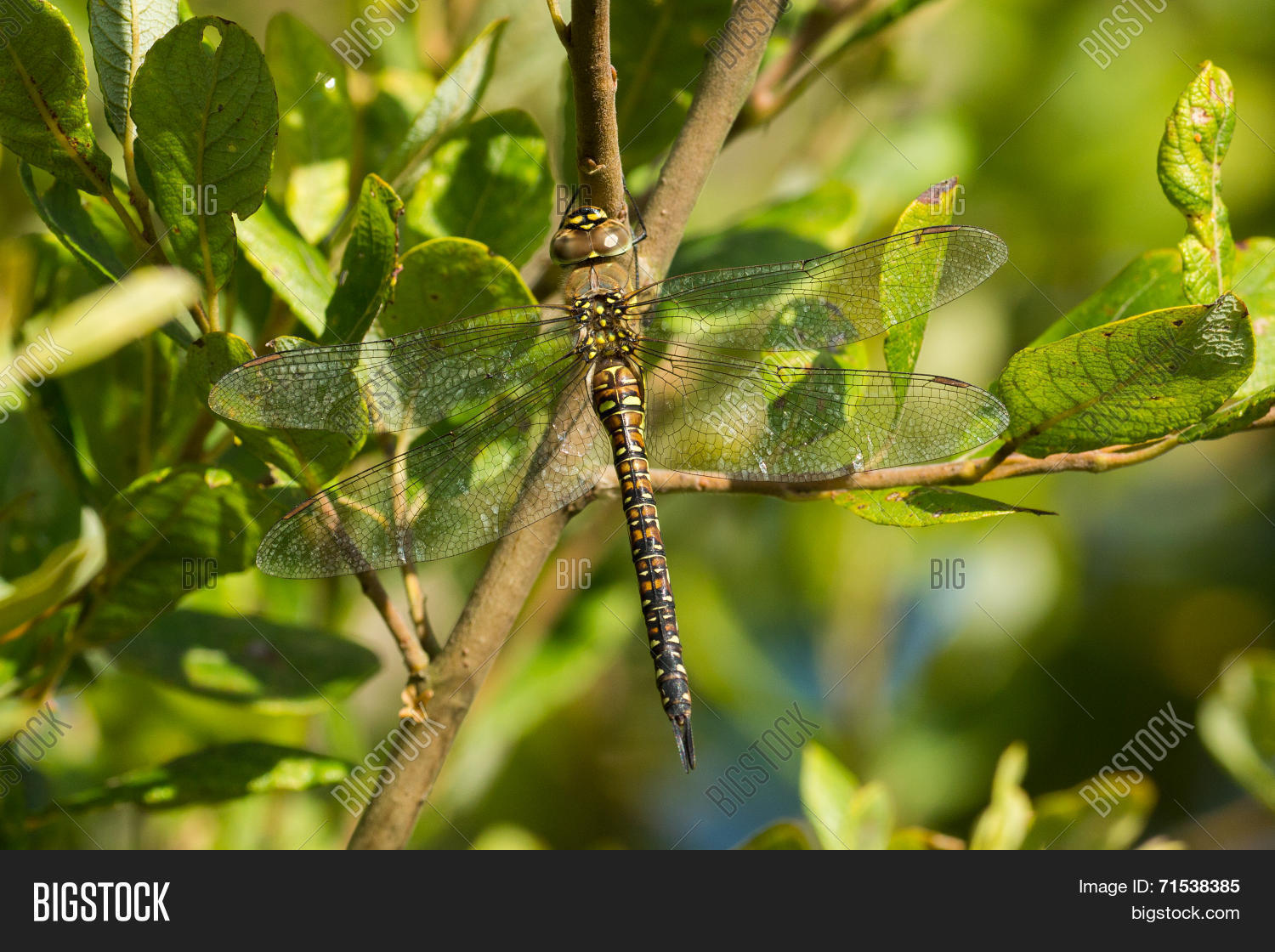 Female Migrant Hawker Image & Photo (Free Trial) | Bigstock