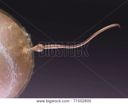 Human Copulation Images, Illustrations & Vectors (Free) - Bigstock