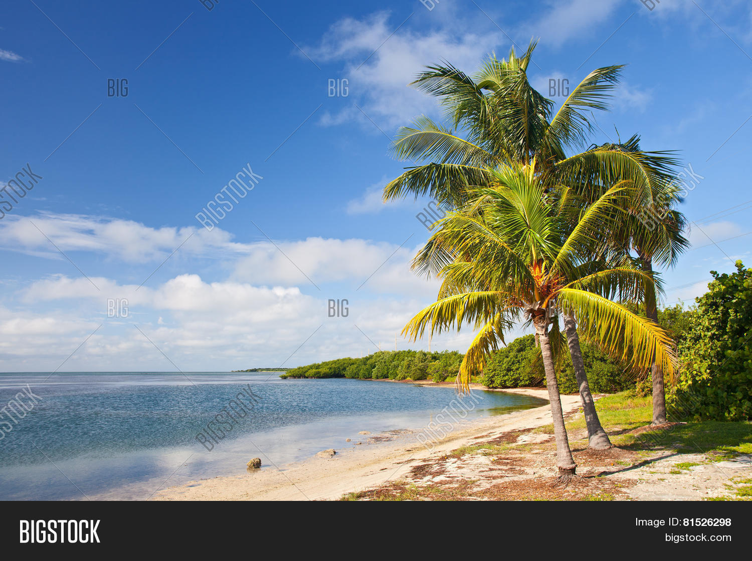 Palm Trees Ocean Blue Image & Photo (Free Trial) | Bigstock