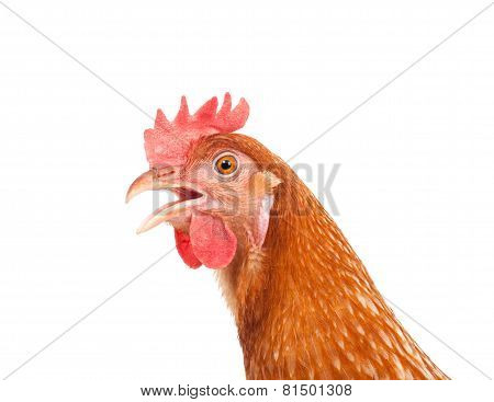 Head Chicken Hen Shock Image & Photo (Free Trial) | Bigstock