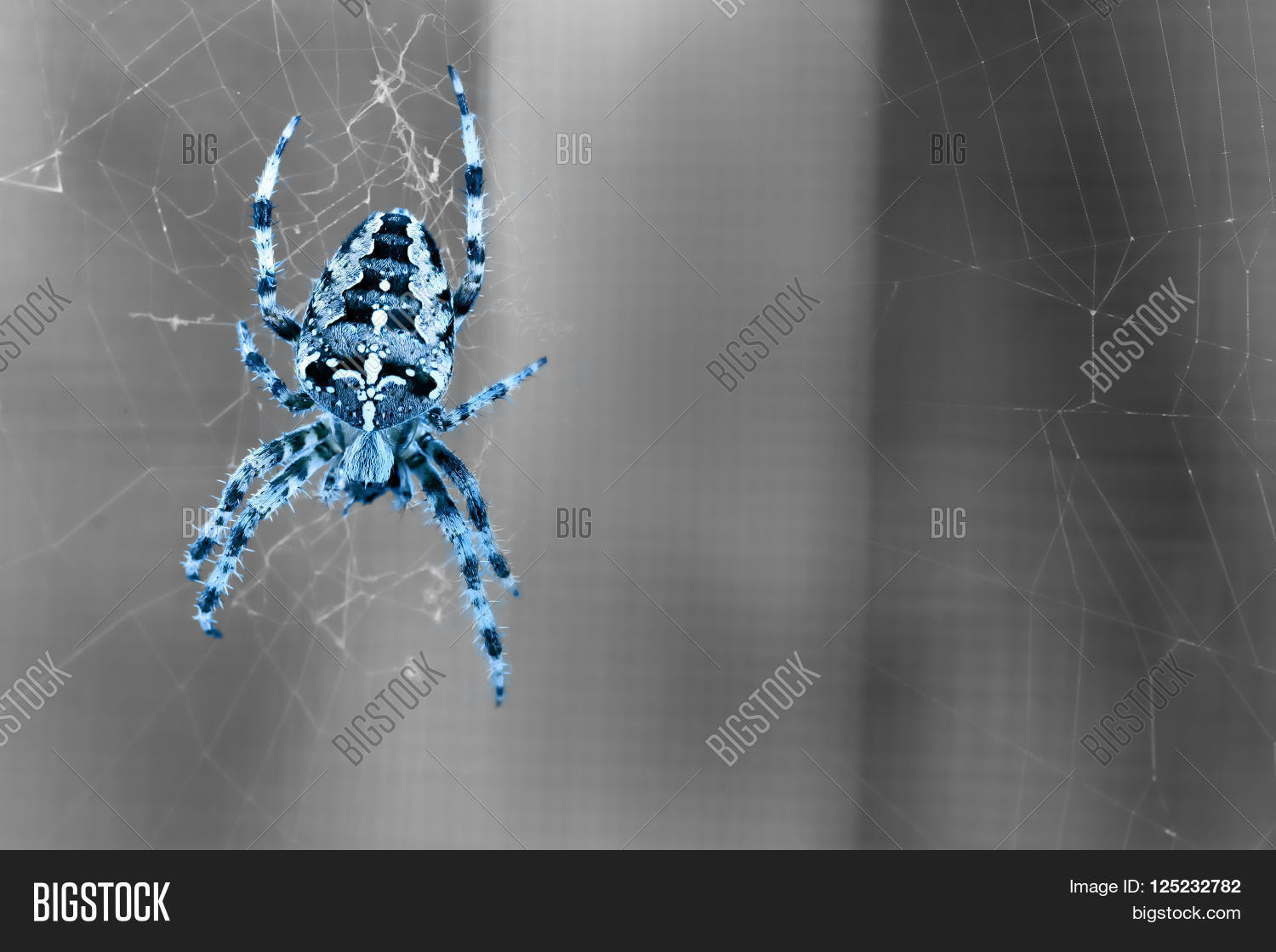 Blue Colored Spider Image & Photo (Free Trial) | Bigstock
