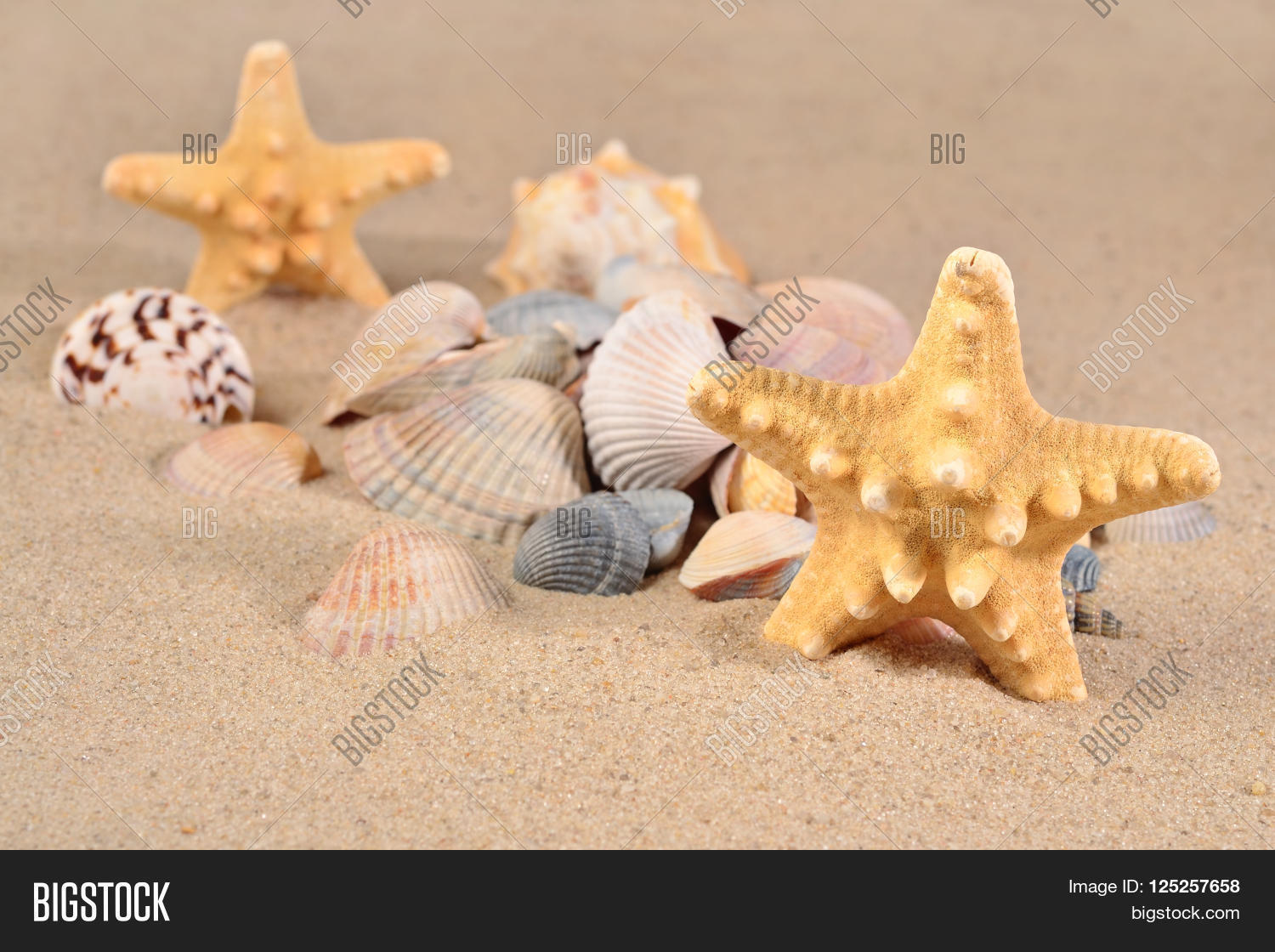 Starfishs Seashells Image & Photo (Free Trial) | Bigstock