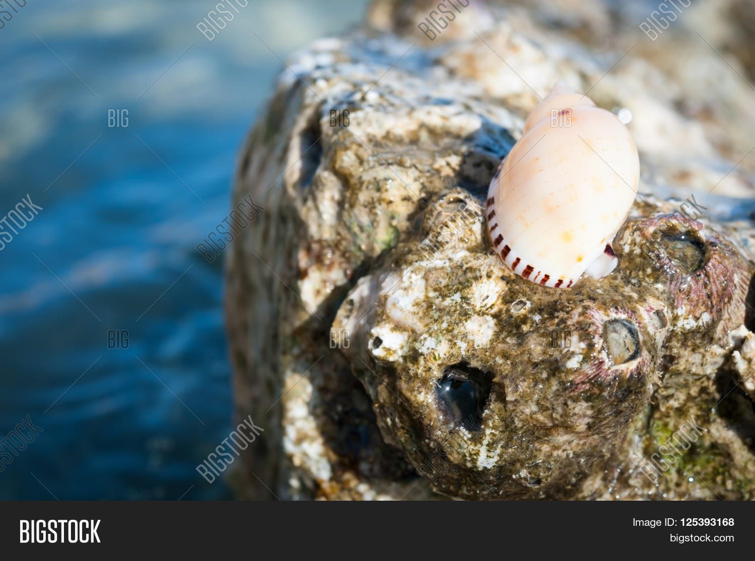 Conical Sea Snail Image & Photo (Free Trial) | Bigstock