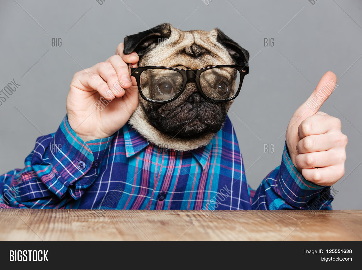 Amusing Man Pug Dog Image & Photo (Free Trial) | Bigstock