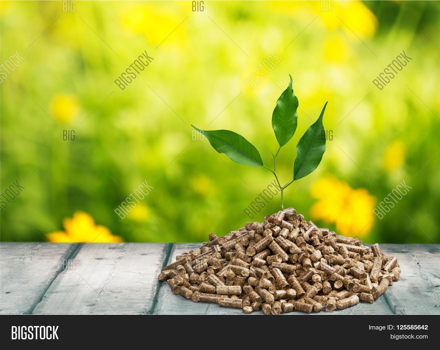 Biomass Image & Photo (Free Trial) | Bigstock
