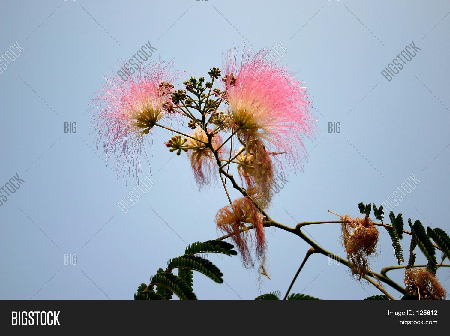 Mimosa Tree Image & Photo (Free Trial) | Bigstock