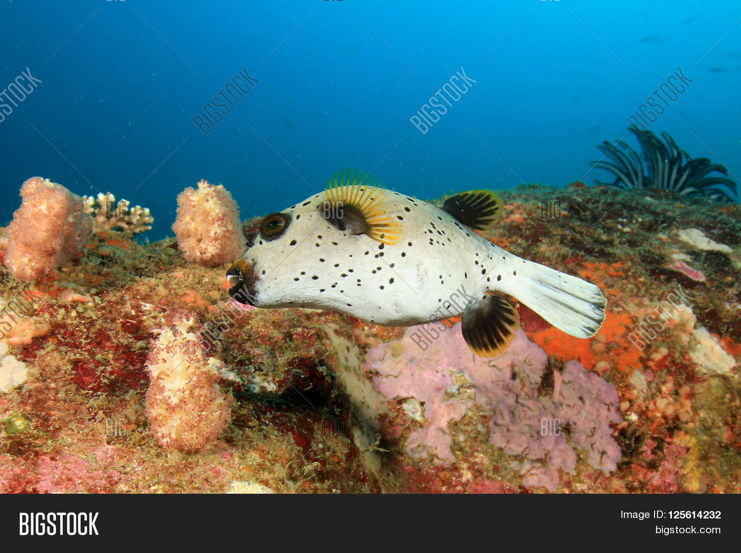 Masked Pufferfish Image & Photo (Free Trial) | Bigstock