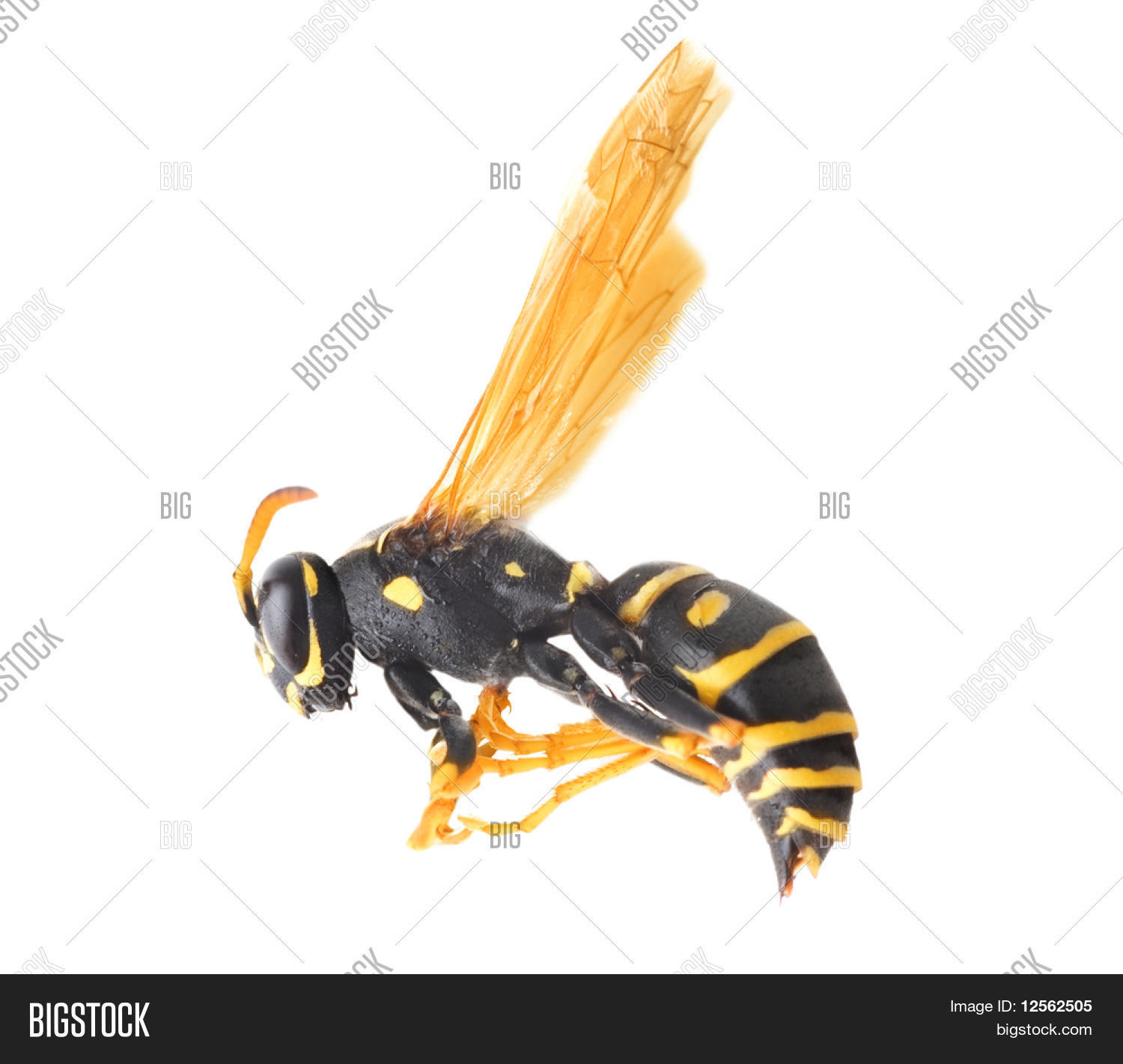 Imagen y foto Avispa Volando (prueba gratis) | Bigstock