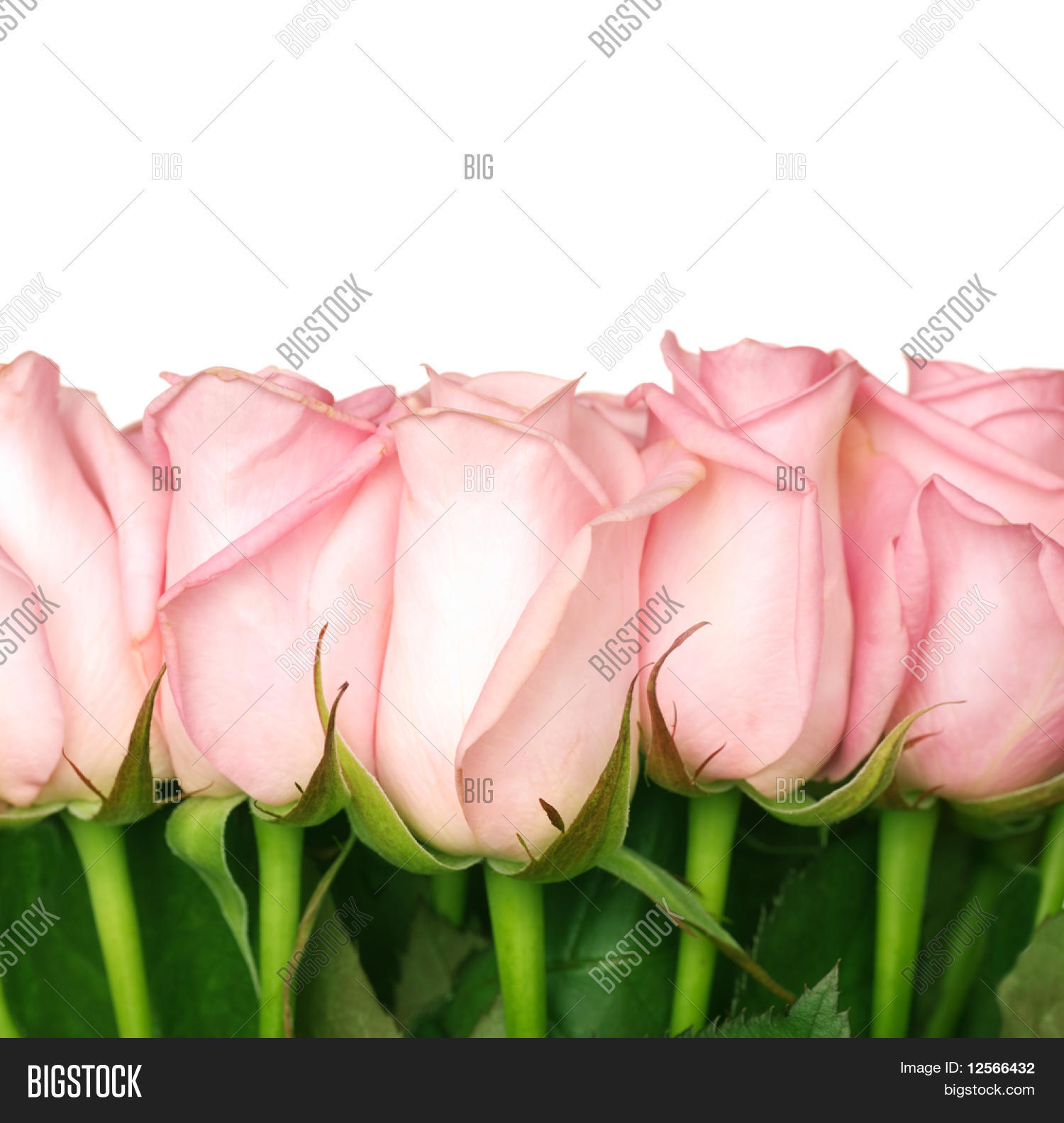 Mooie afbeelding en foto (gratis proefversie) | Bigstock