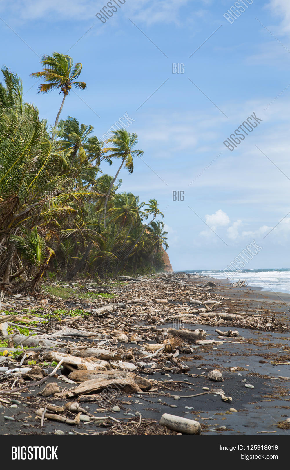 Wild Black Beach Palm Image & Photo (Free Trial) | Bigstock