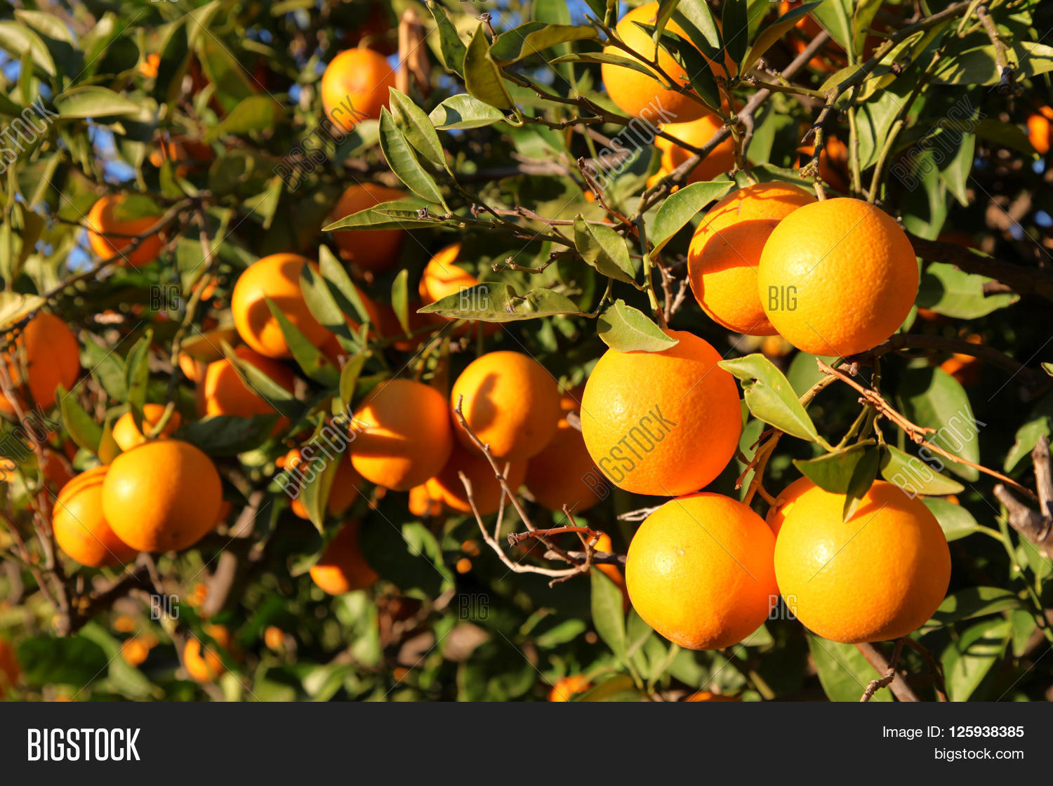 Orange Harvest Image & Photo (Free Trial) | Bigstock
