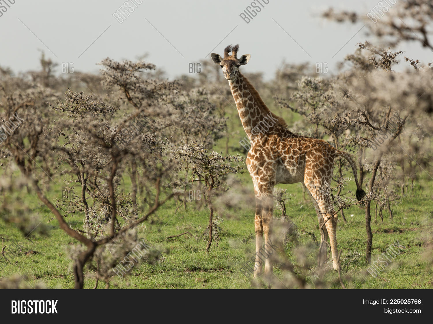 Giraffe Grasslands Image & Photo (Free Trial) | Bigstock