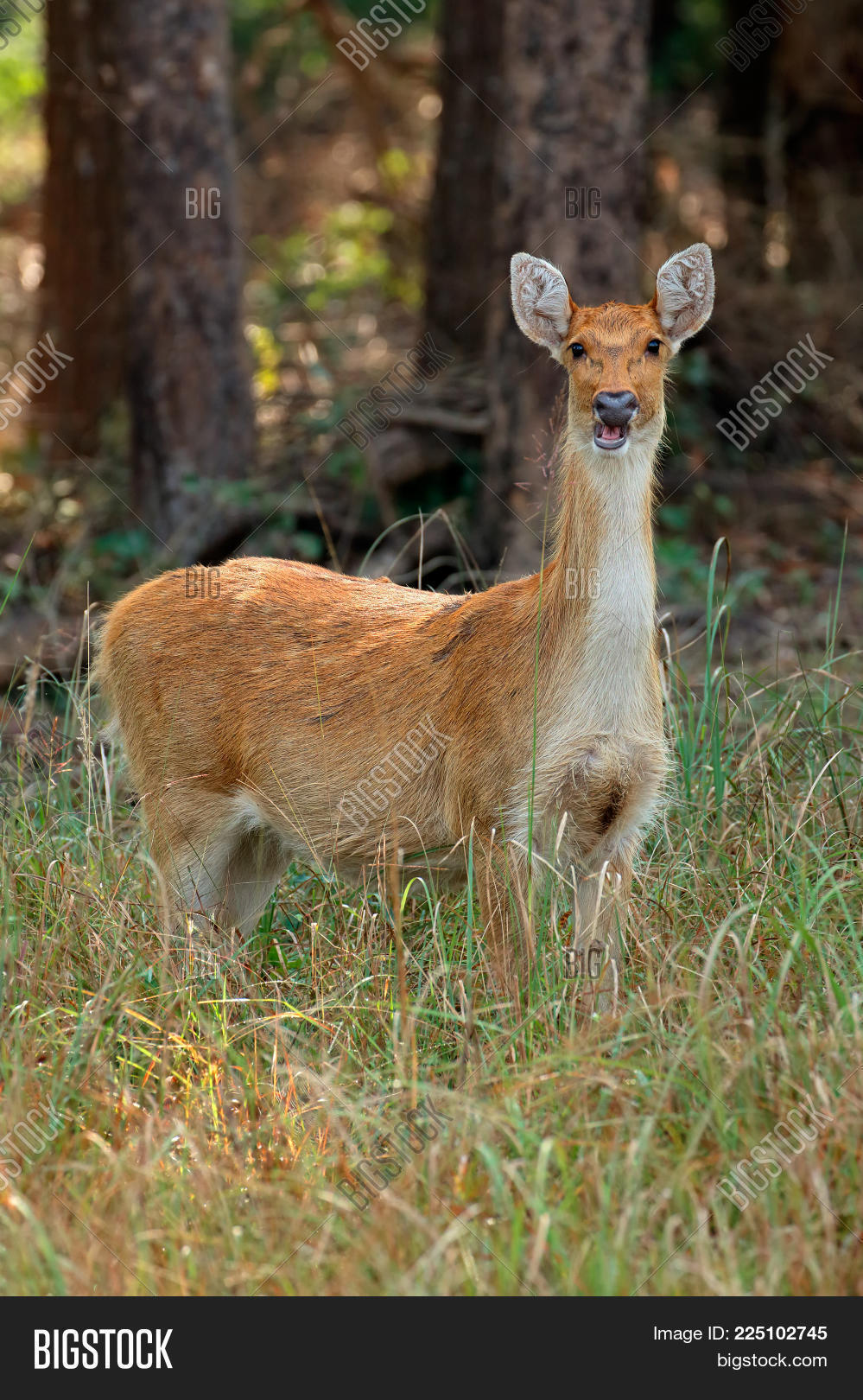 Female Barasingha Image & Photo (Free Trial) | Bigstock