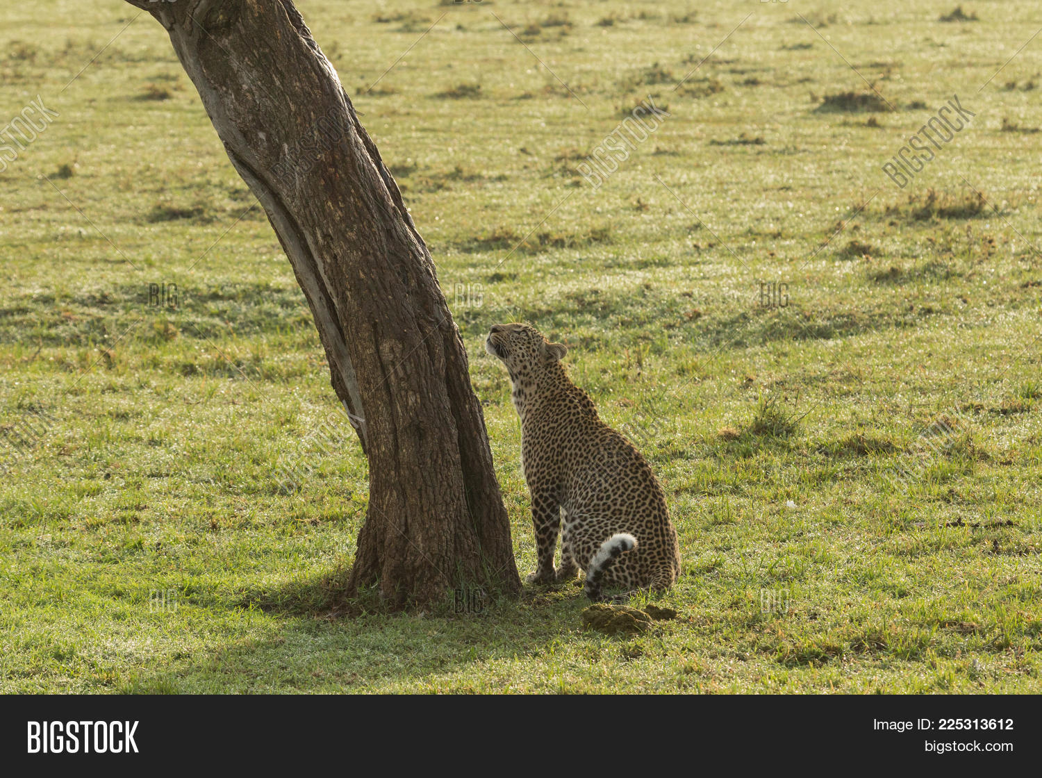 Leopard Base Tree On Image & Photo (Free Trial) | Bigstock