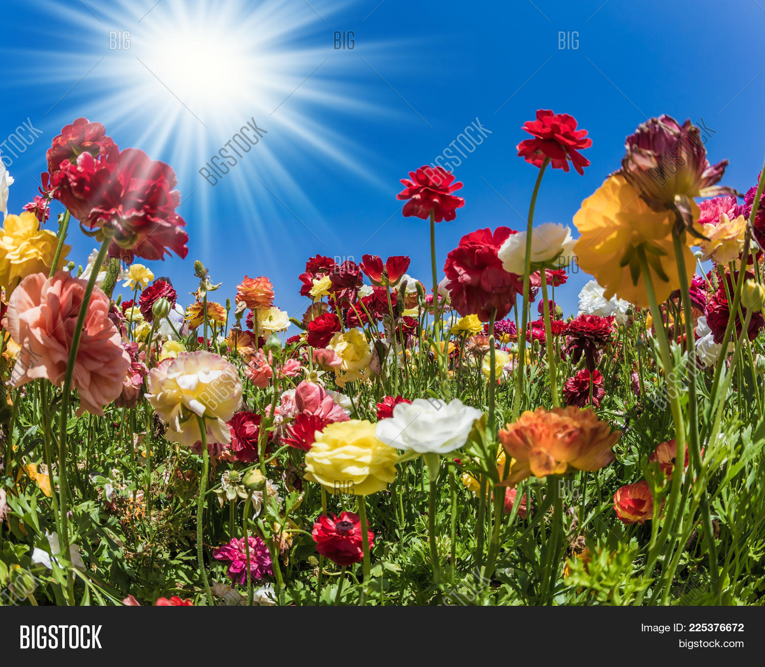 Magnificent Field Image & Photo (Free Trial) | Bigstock