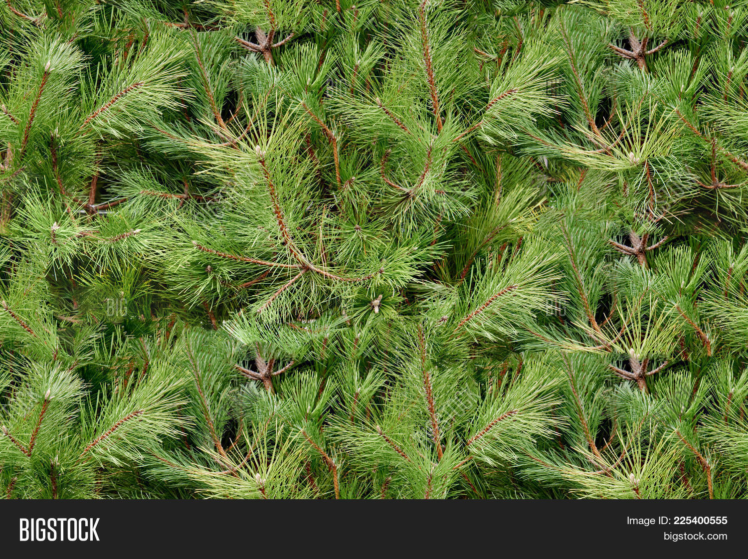 Evergreen Texture Seamless