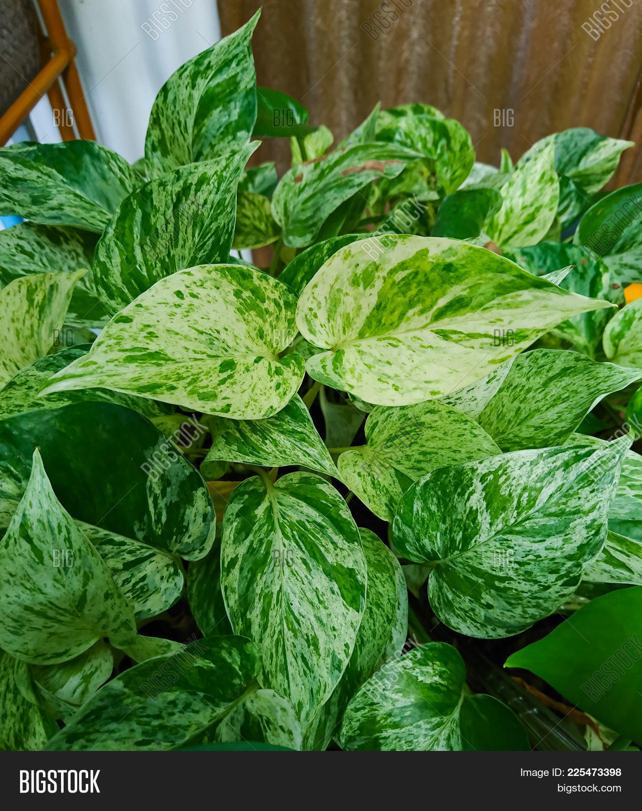 Leaf Golden Pothos Image & Photo (Free Trial) | Bigstock