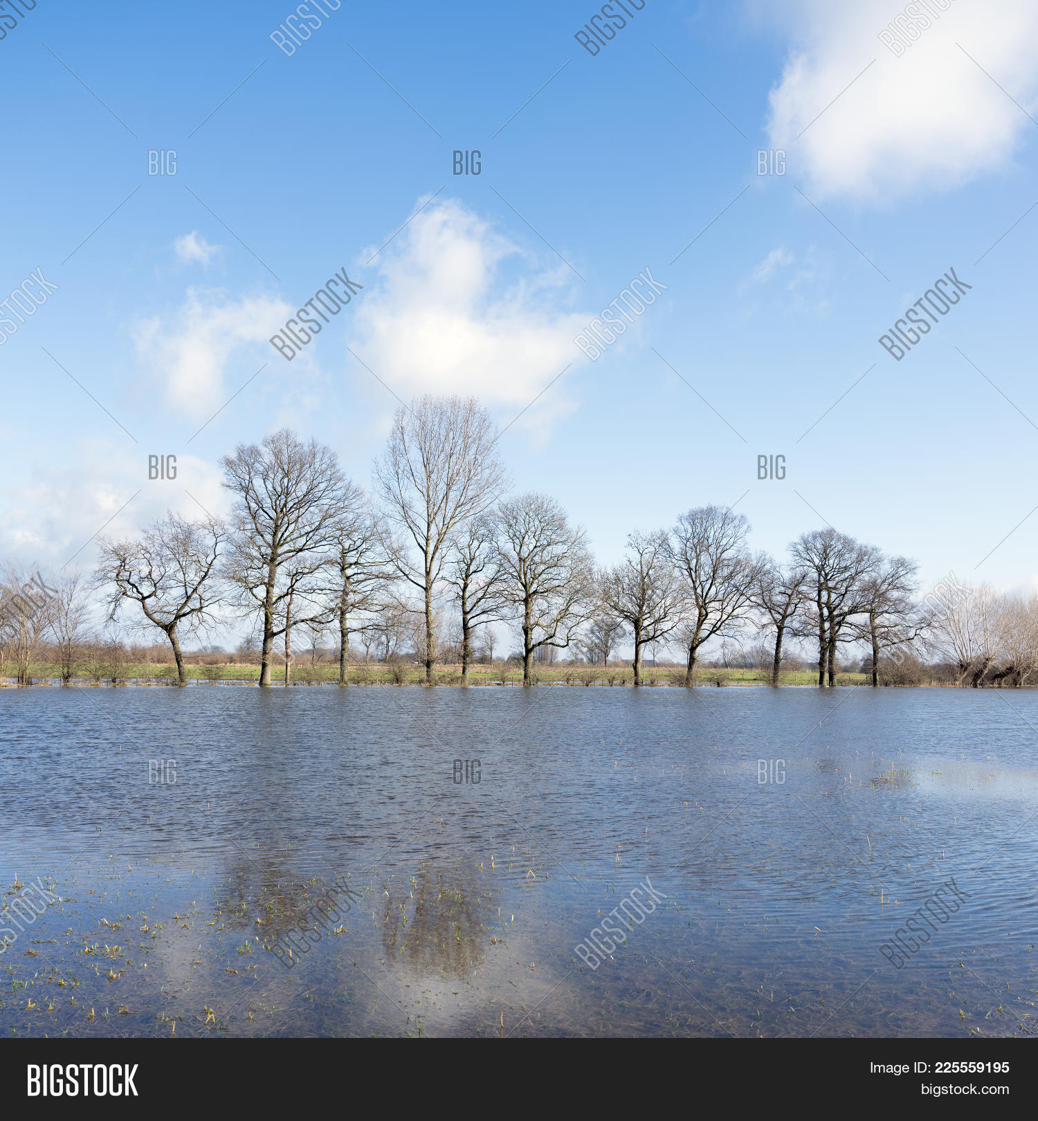 Trees On Flooded Flood Image & Photo (Free Trial) | Bigstock