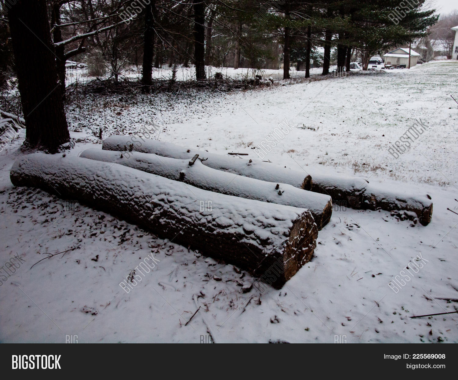 Tree Logs Covered Snow Image & Photo (Free Trial) | Bigstock
