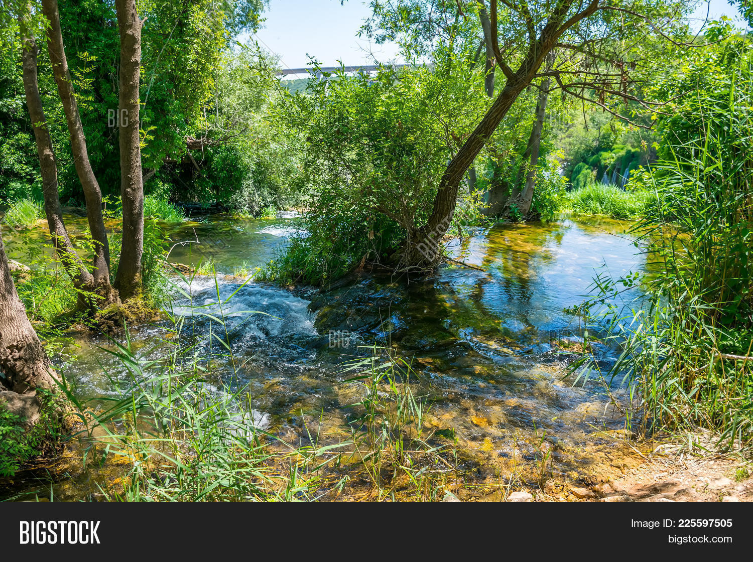 Forest Brook Flows Image & Photo (Free Trial) | Bigstock
