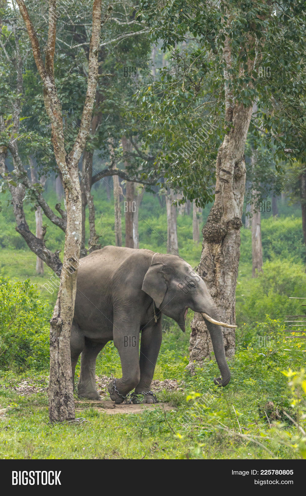 Coorg, India - October Image & Photo (Free Trial) | Bigstock