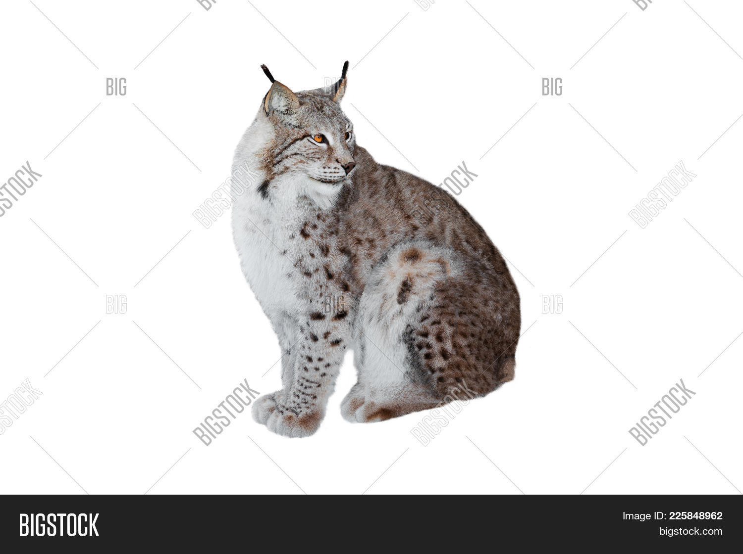 Lynx Isolated On White Image & Photo (Free Trial) | Bigstock