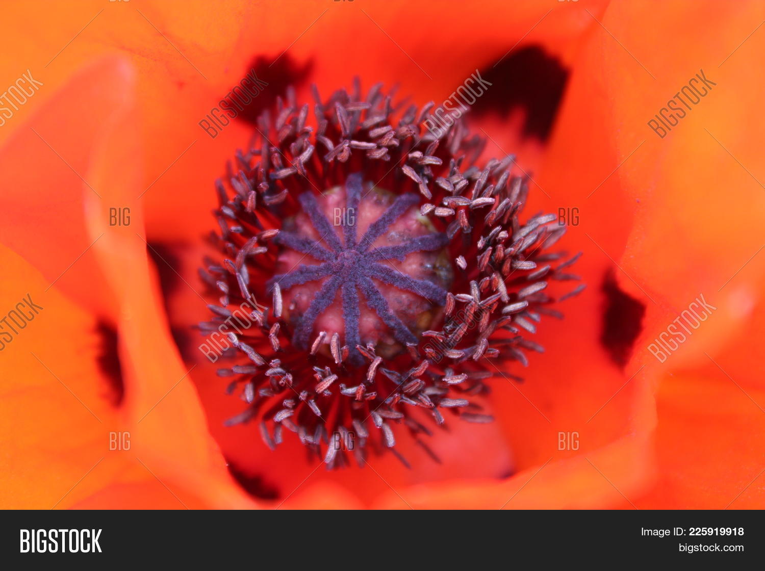 Beautiful Flower Red Image & Photo (Free Trial) | Bigstock