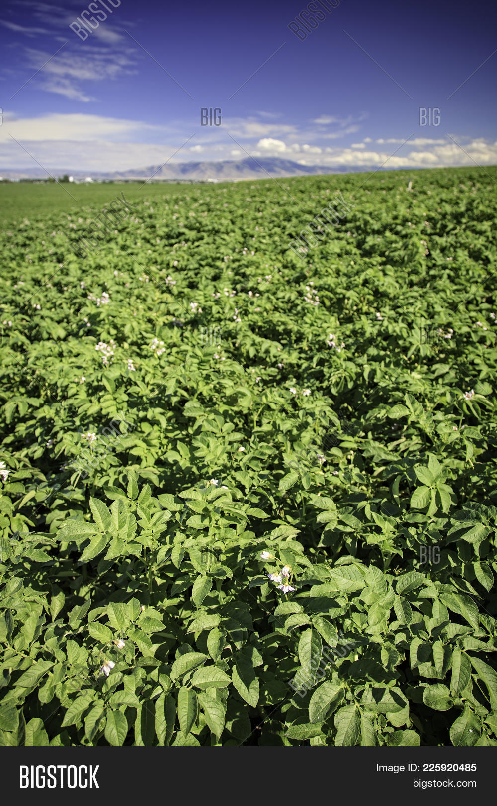 Potato Fields South Image & Photo (Free Trial) | Bigstock