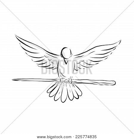 Bird Drawing Front View