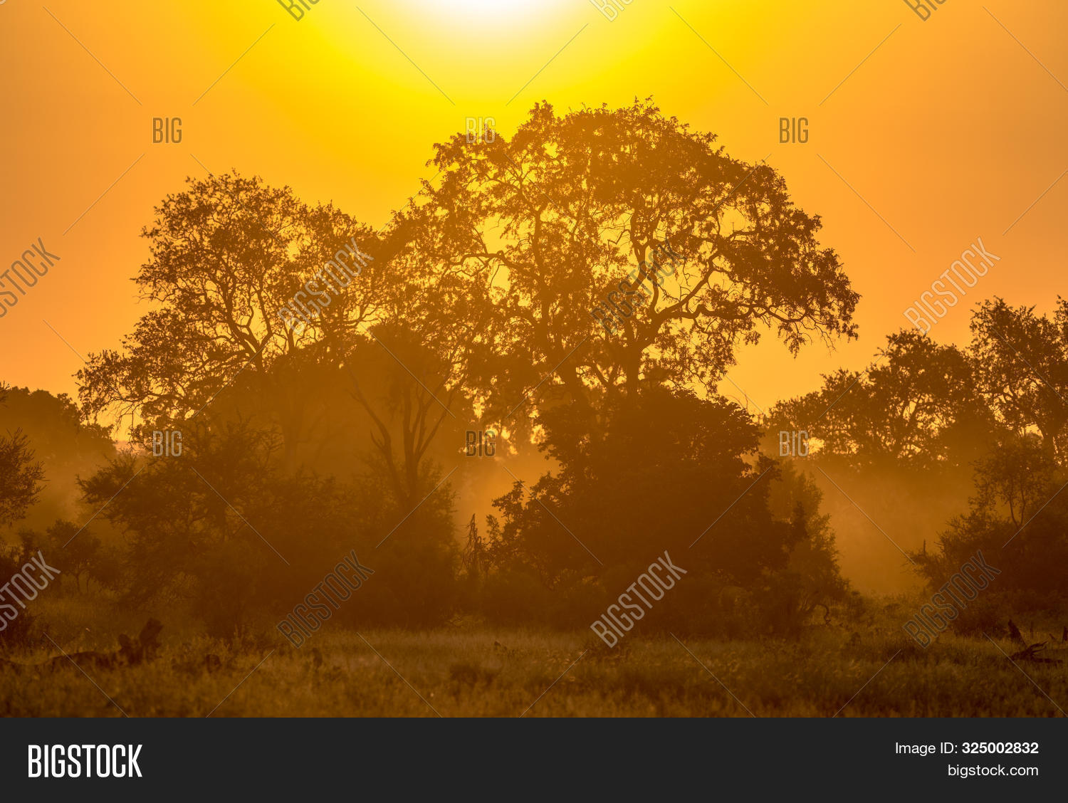 Orange Morning Light Image & Photo (Free Trial) | Bigstock
