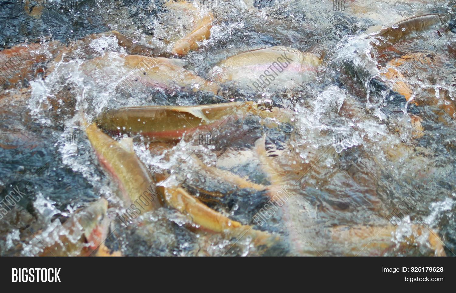 Close-. Amber Golden Image & Photo (Free Trial) | Bigstock