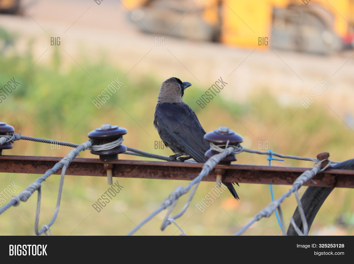 House Crow, Known Image & Photo (Free Trial) | Bigstock