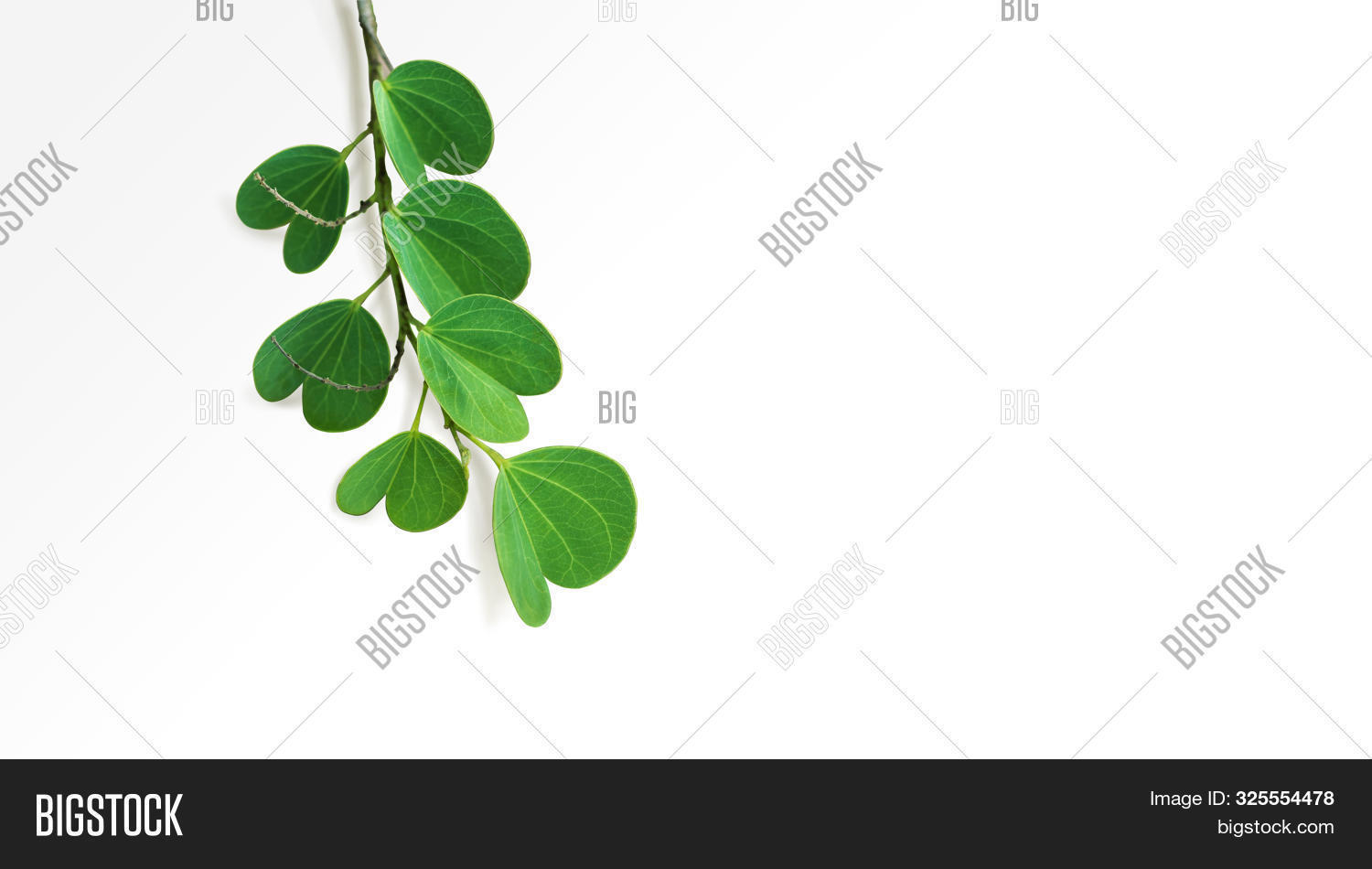 Leaves Apta Tree, Image & Photo (Free Trial) | Bigstock