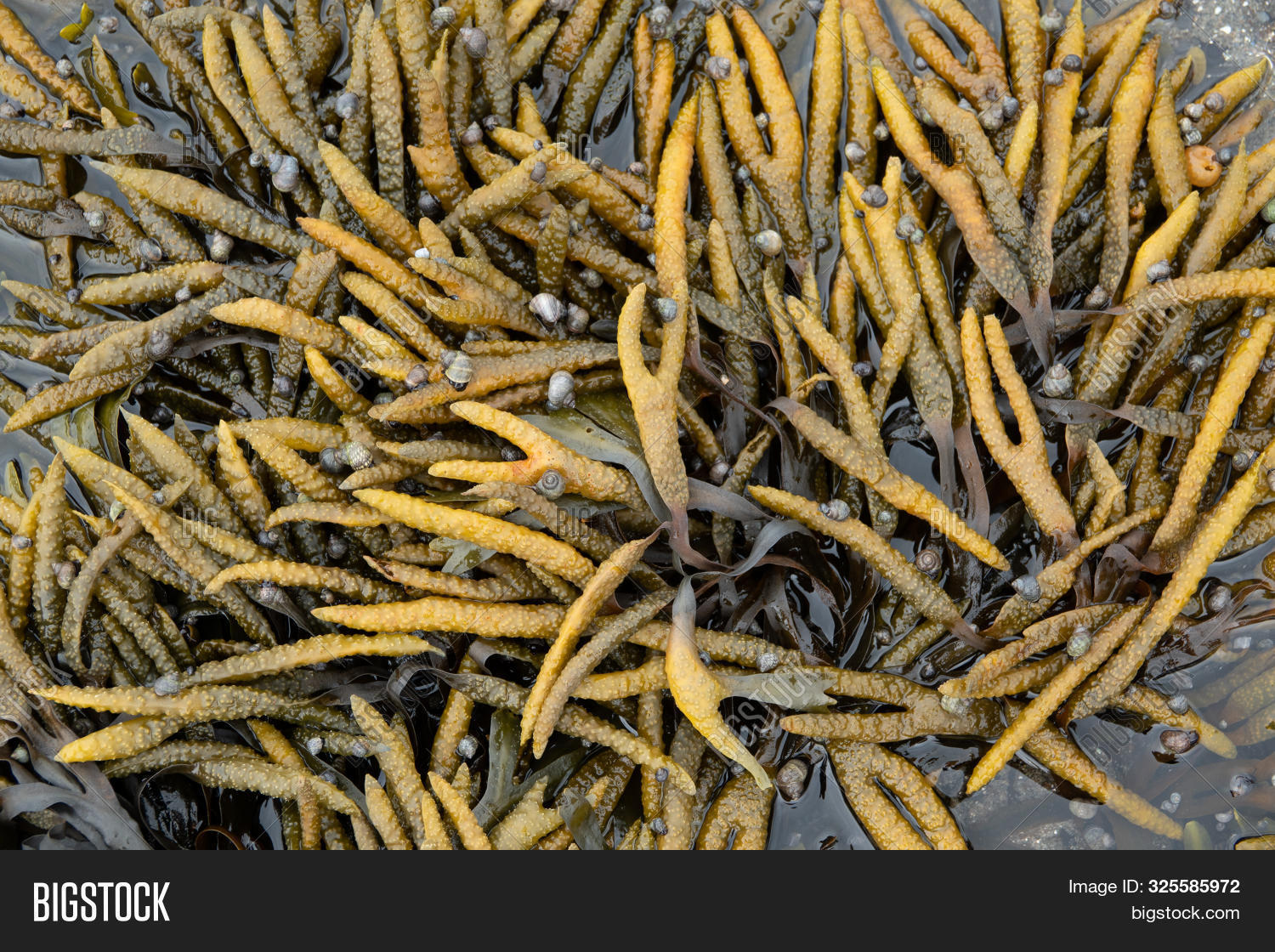 Wet Seaweed Kelp Image & Photo (Free Trial) | Bigstock