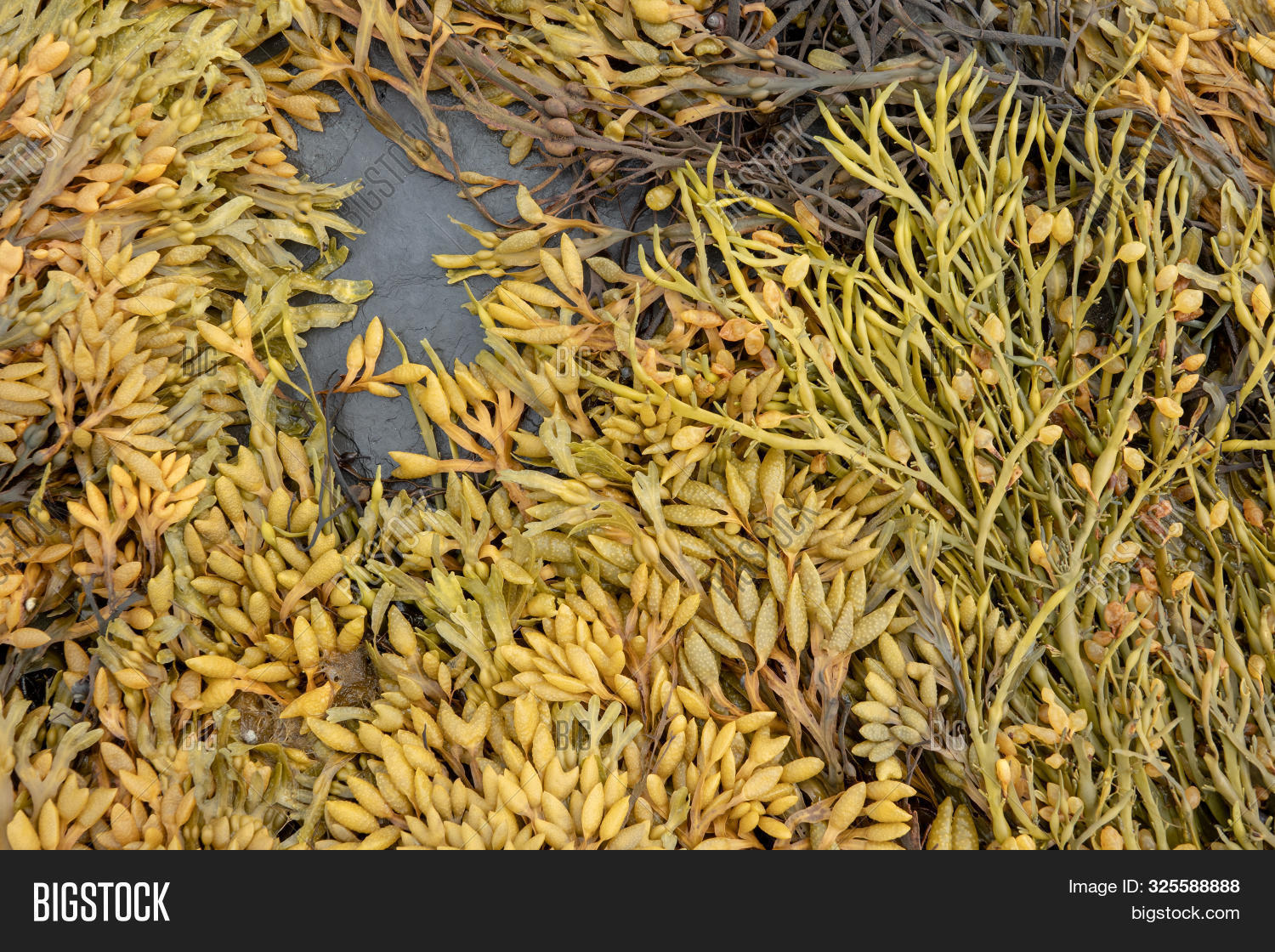 Wet Seaweed Kelp Image & Photo (Free Trial) | Bigstock