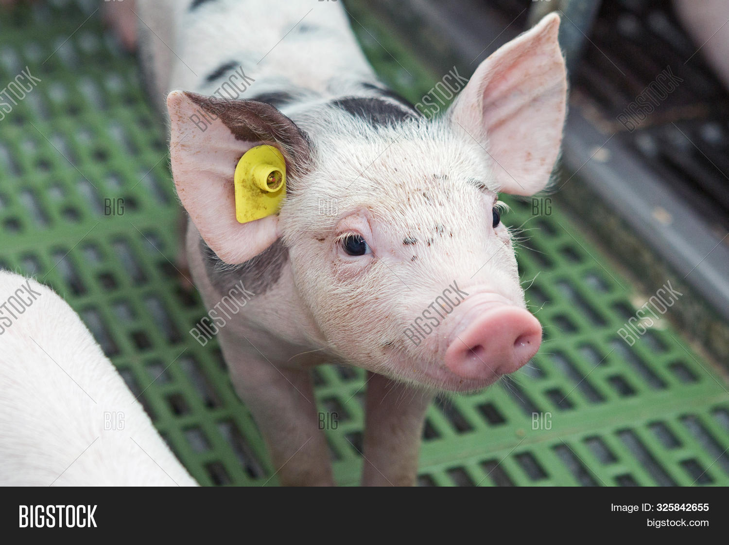 Pink Pigs On Farm. Image & Photo (Free Trial) | Bigstock
