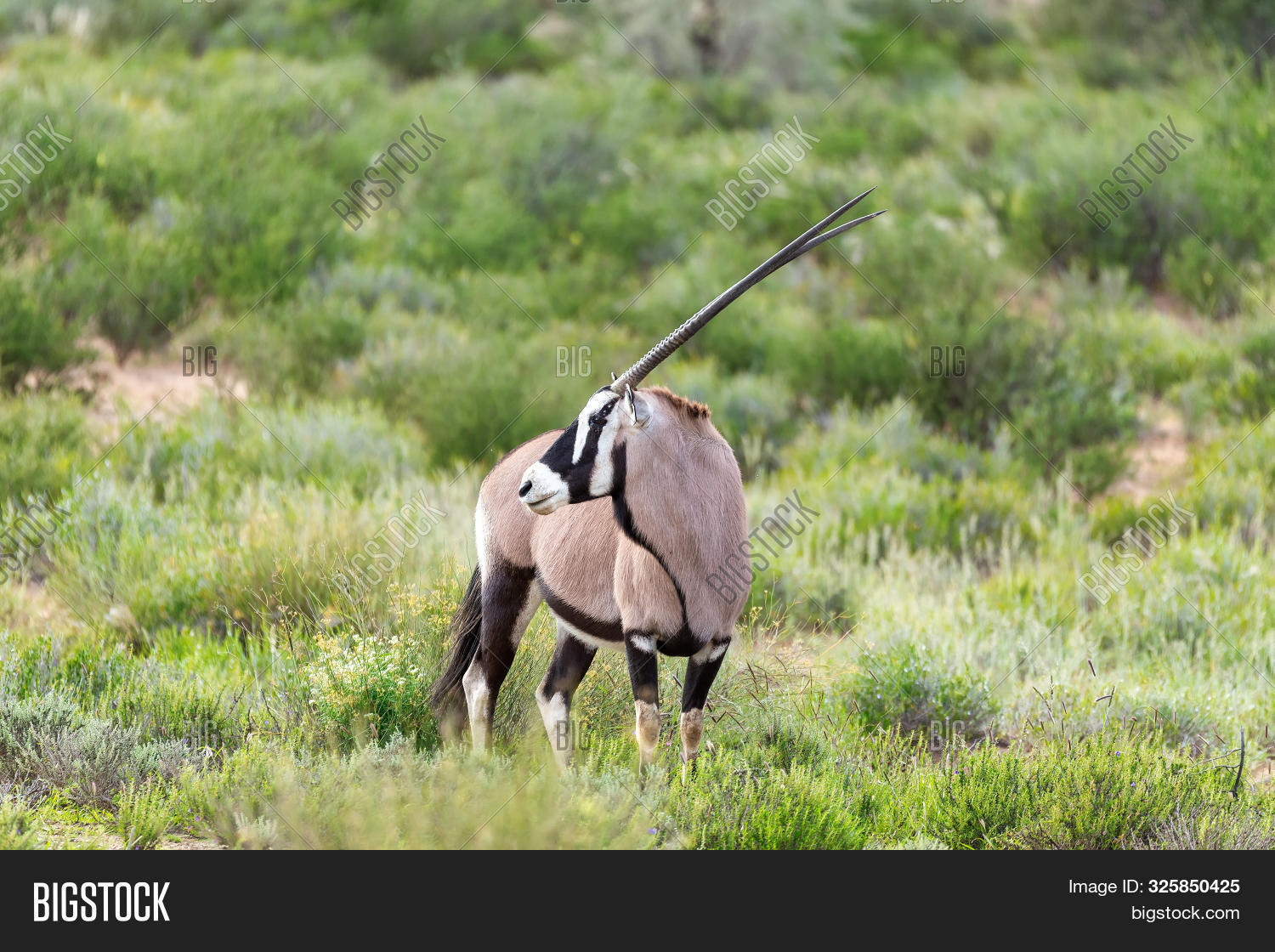 Common Antelope Image & Photo (Free Trial) | Bigstock