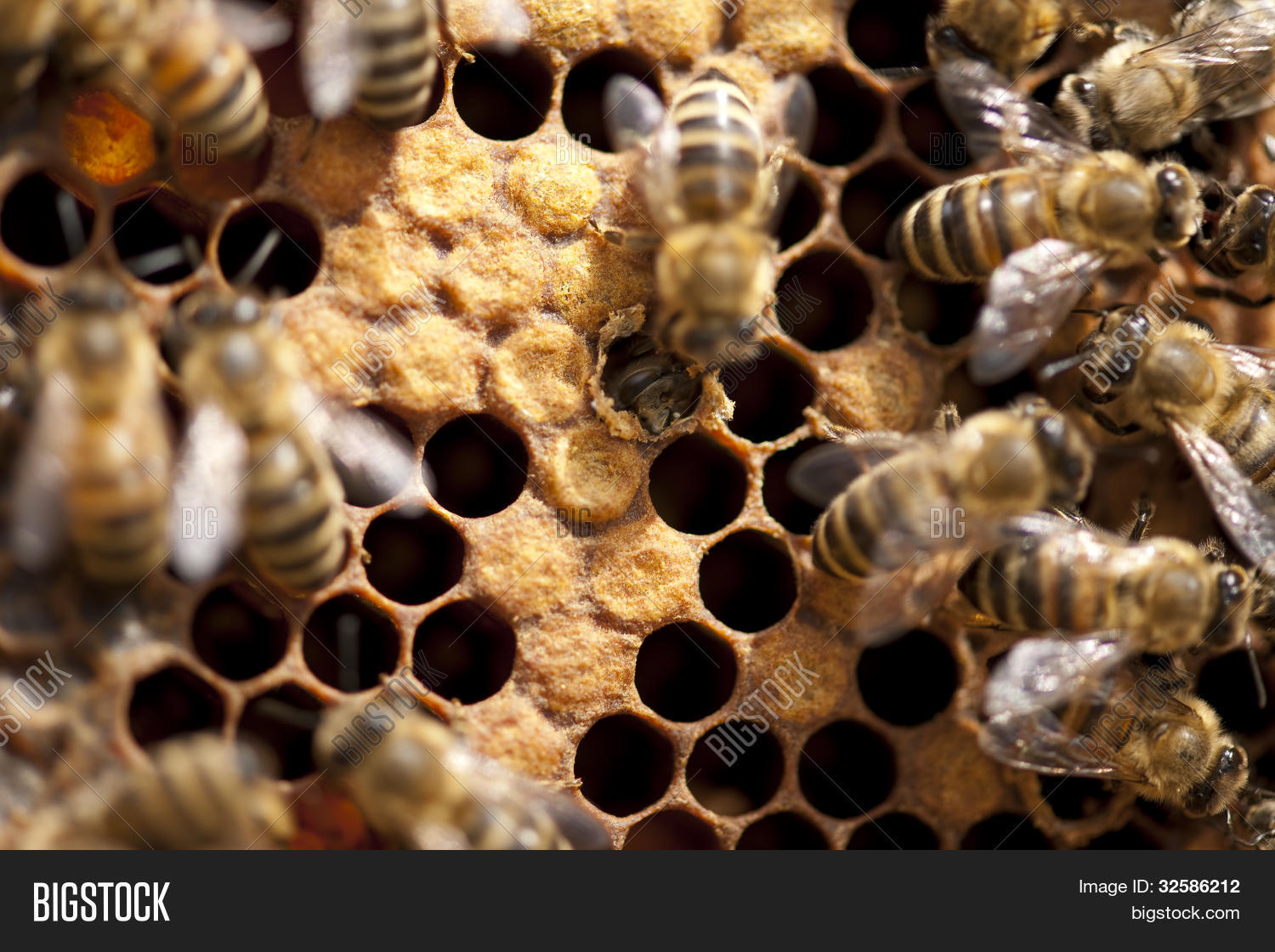 Bees Taking Care Bee- Image & Photo (Free Trial) | Bigstock