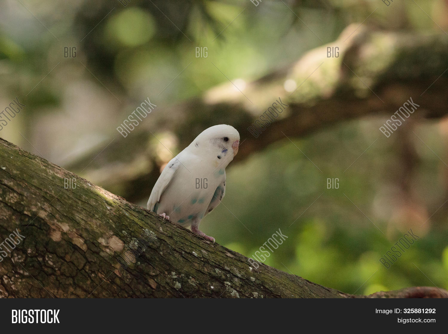 White Budgerigar Image & Photo (Free Trial) | Bigstock