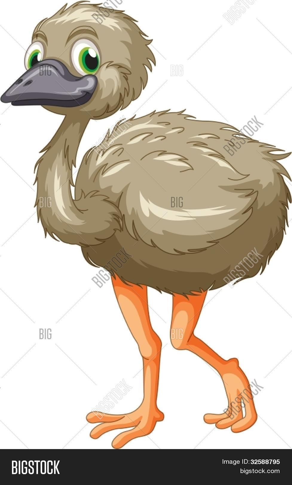 Cartoon Emu On White Vector & Photo (Free Trial) | Bigstock